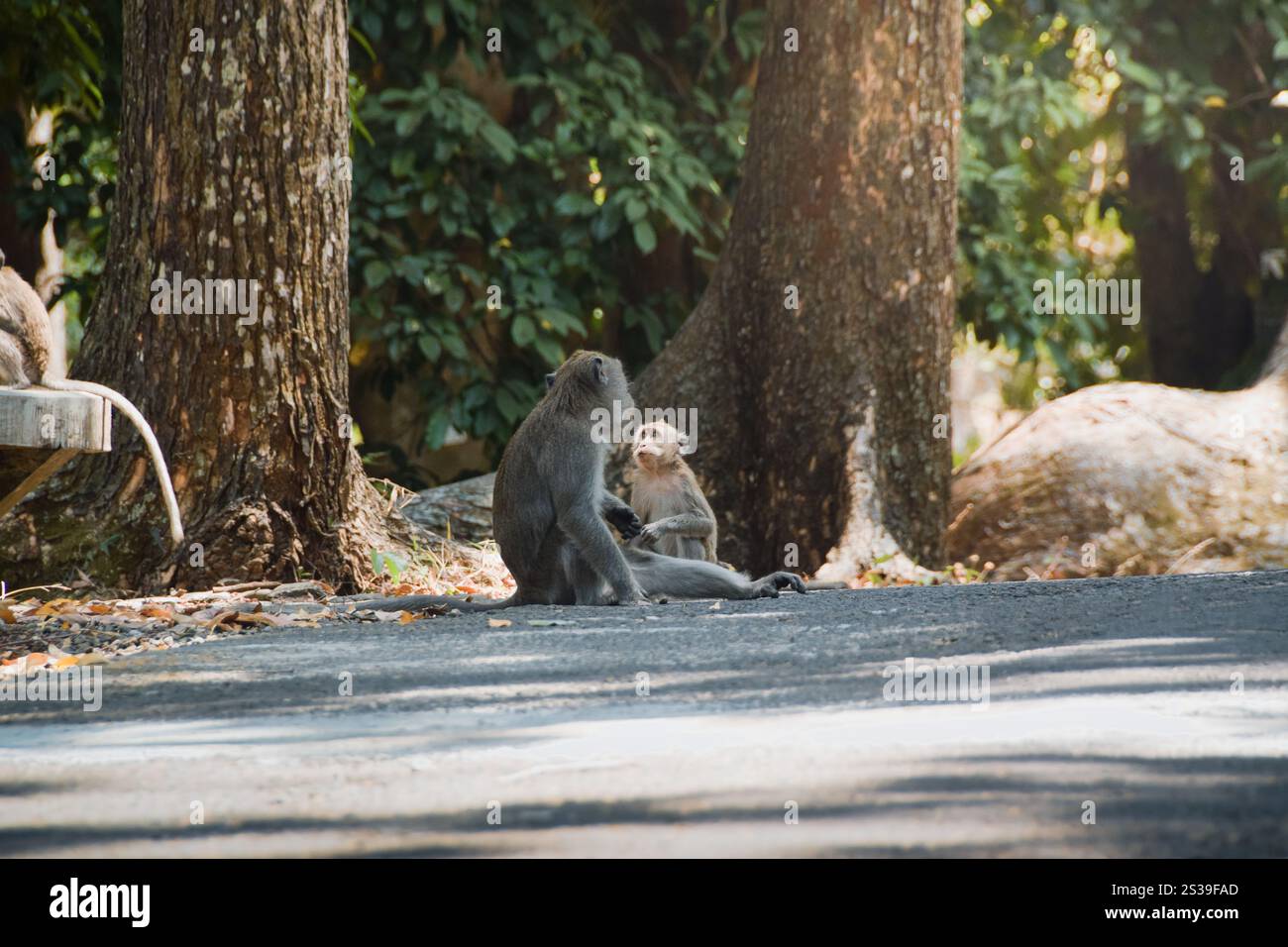 Macaca fascicularis (long-tailed monkey). Close up detail of long ...