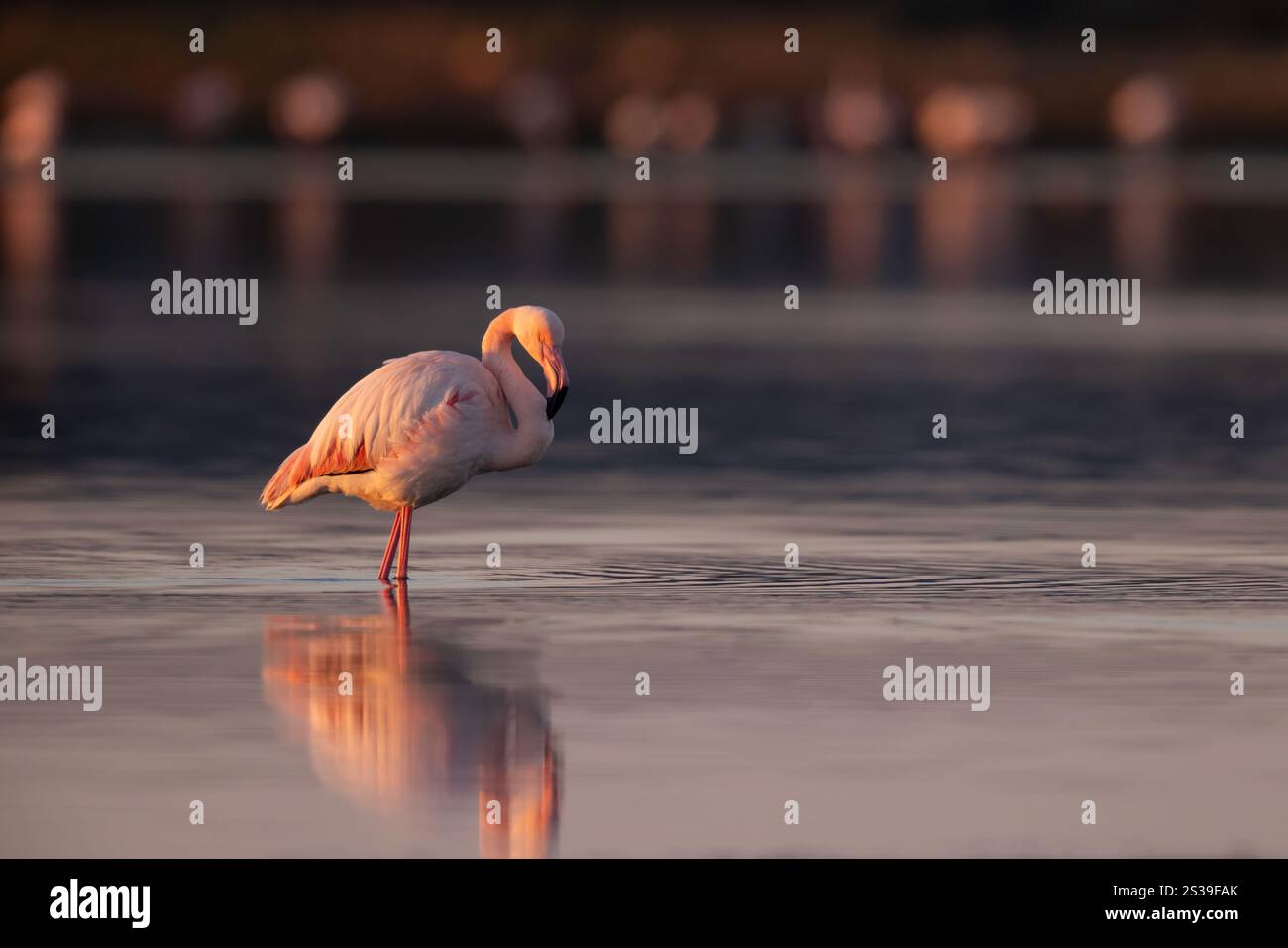 The greater flamingo (Phoenicopterus roseus) is the largest species of ...