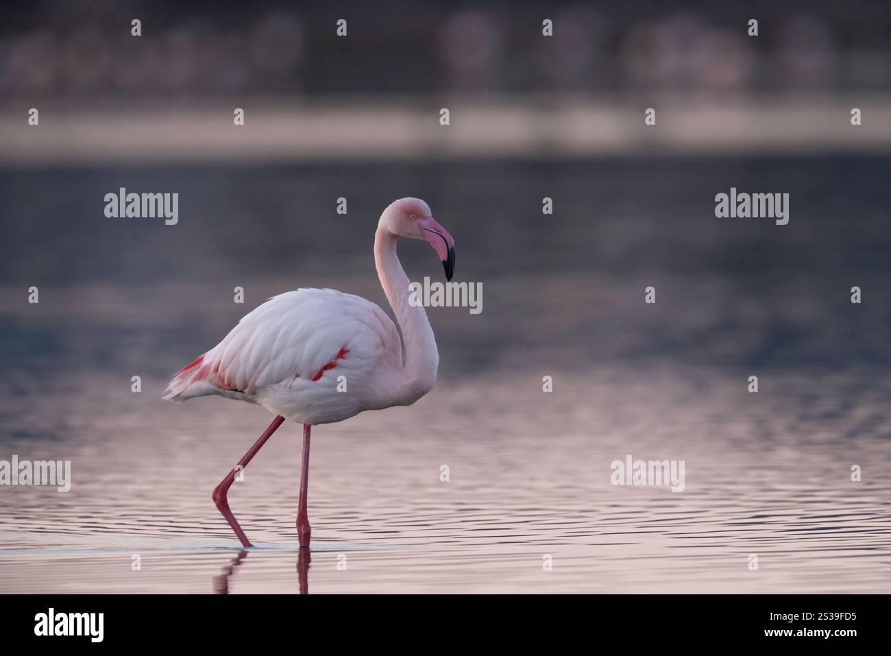 The greater flamingo (Phoenicopterus roseus) is the largest species of ...
