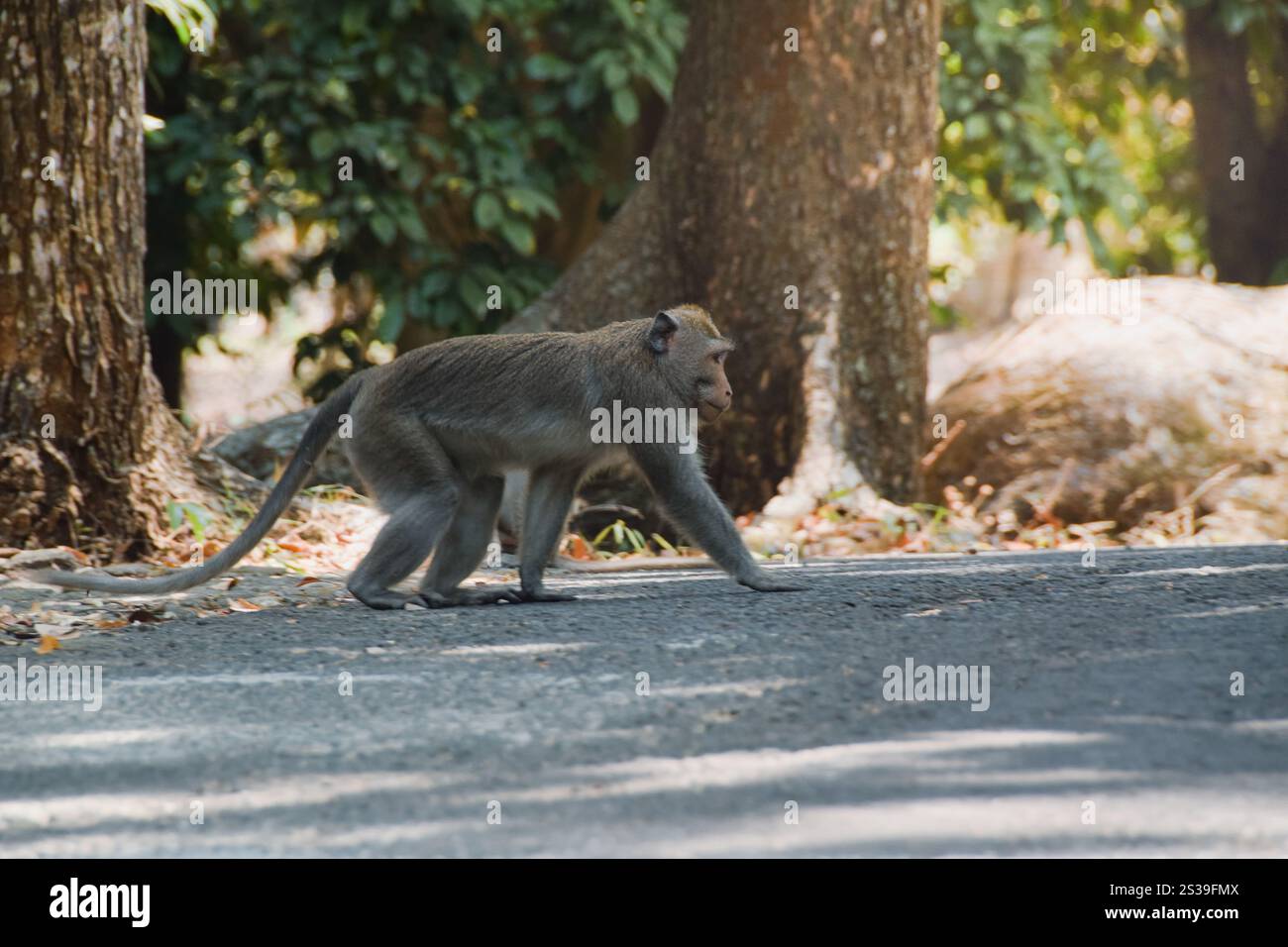 Macaca fascicularis (long-tailed monkey). Close up detail of long tailed monkey. Monkeys roam ...