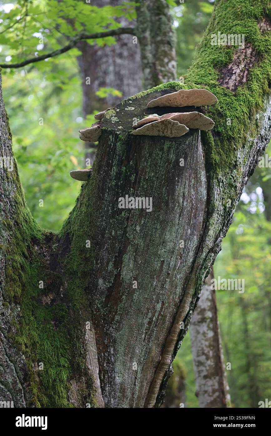 Daedalea quercina, commonly known as oak mazegill or maze-gill fungus ...