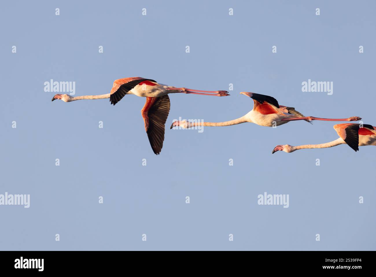 The greater flamingo (Phoenicopterus roseus) is the largest species of ...