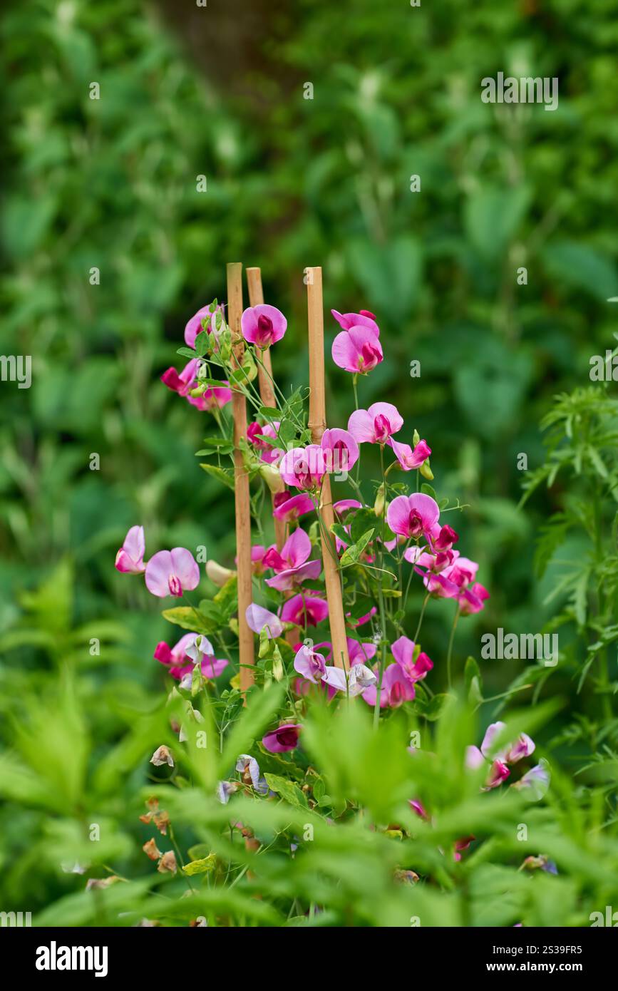 Environment, flowers and floral with plant in nature for sustainability ...