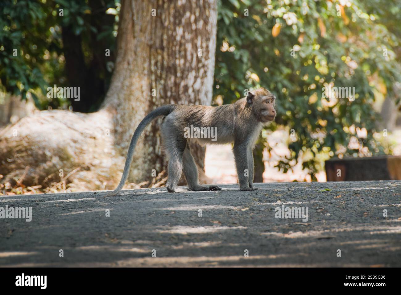 Macaca fascicularis (long-tailed monkey). Close up detail of long ...