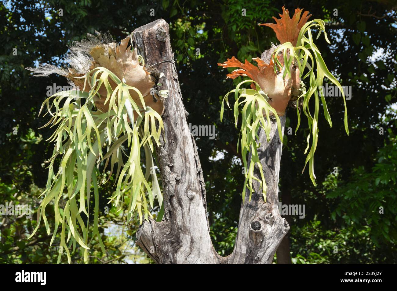 Platycerium bifurcatum, the staghorn fern or deer simbar is a fern ...