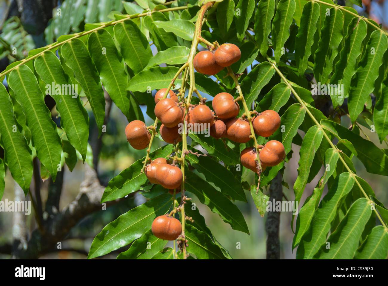 Medicinal plants from tropical rainforests hi-res stock photography and ...