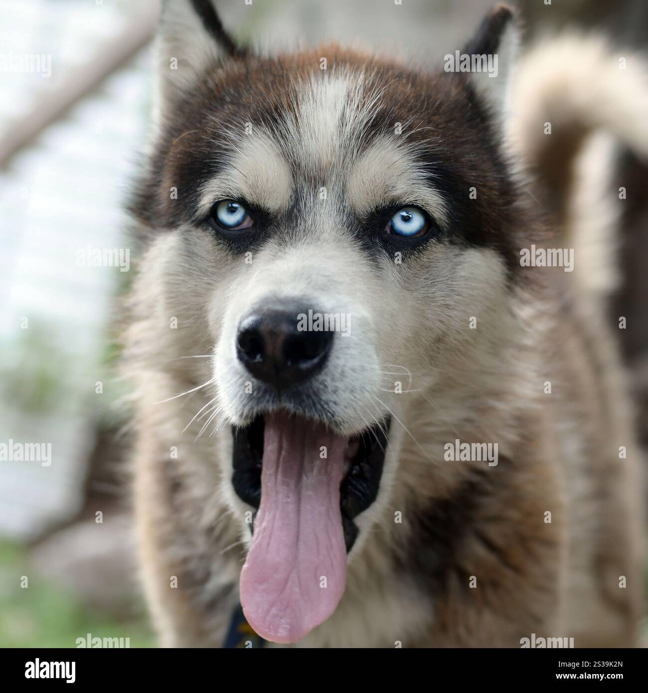 Husky dog yawning at the sun rays. Sleepy dog funny yawns with wide ...