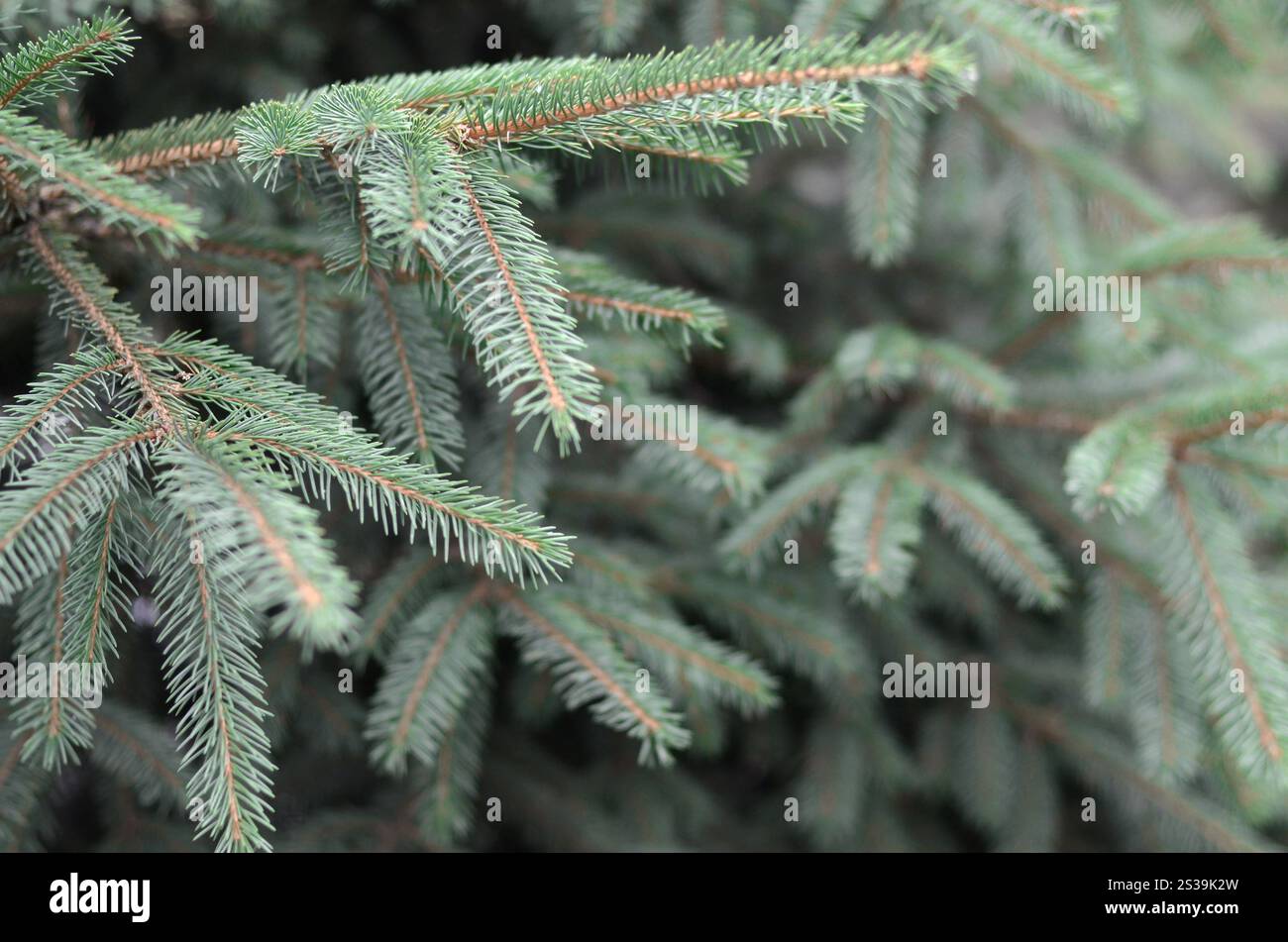 Branches of blue fir close up. Blue or prickly spruce Picea pungens ...