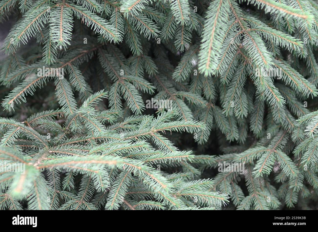 Branches of blue fir close up. Blue or prickly spruce Picea pungens ...