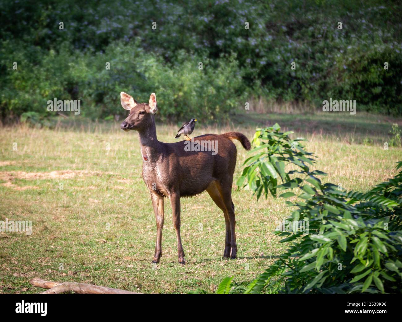 A bird sitting on a Sambar deer spotted in a jungle safari Stock Photo ...
