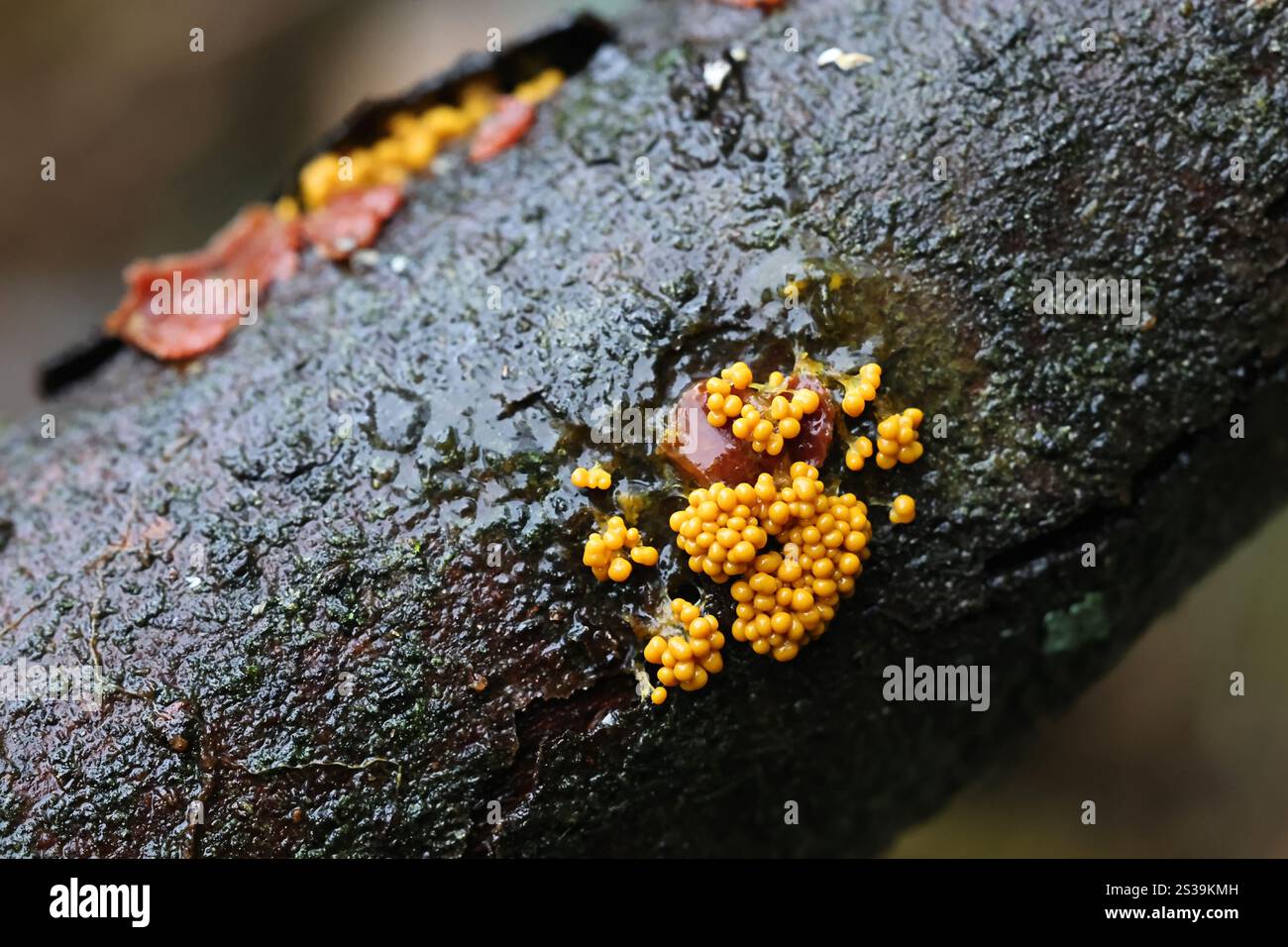 Badhamia utricularis, a slime mould from Finland, no common English ...