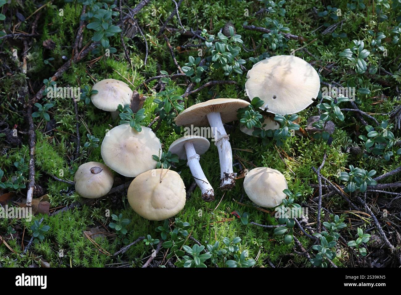 Cortinarius caperatus, commonly known as gypsy mushroom, wild fungus ...