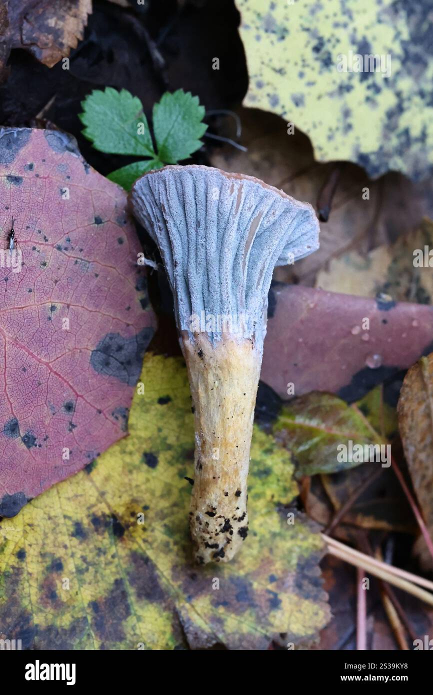 Penicillium chroogomphum growing parasitic on Chroogomphus rutilans ...