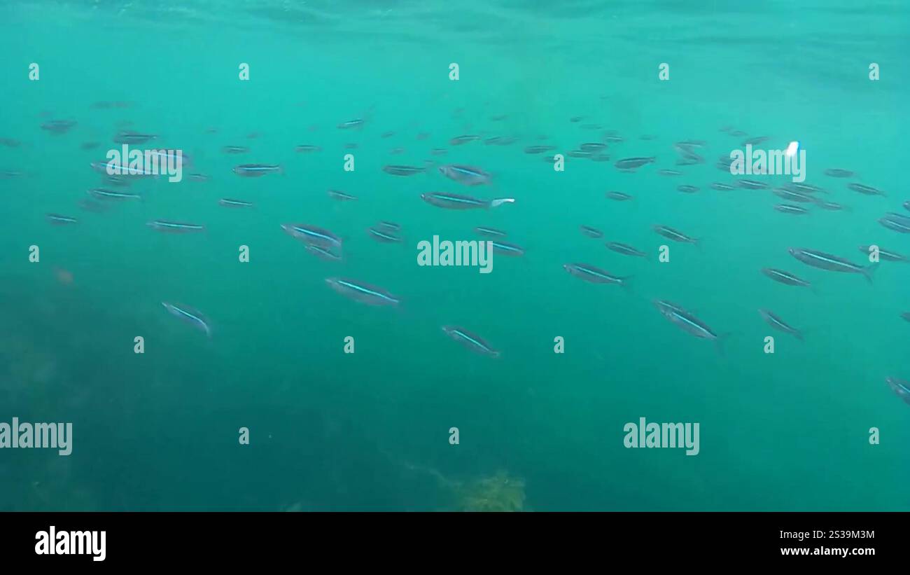 Atherinops hi-res stock photography and images - Alamy