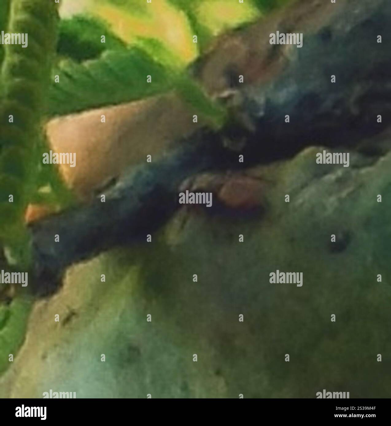 Turtle Ants (Cephalotes Stock Photo - Alamy