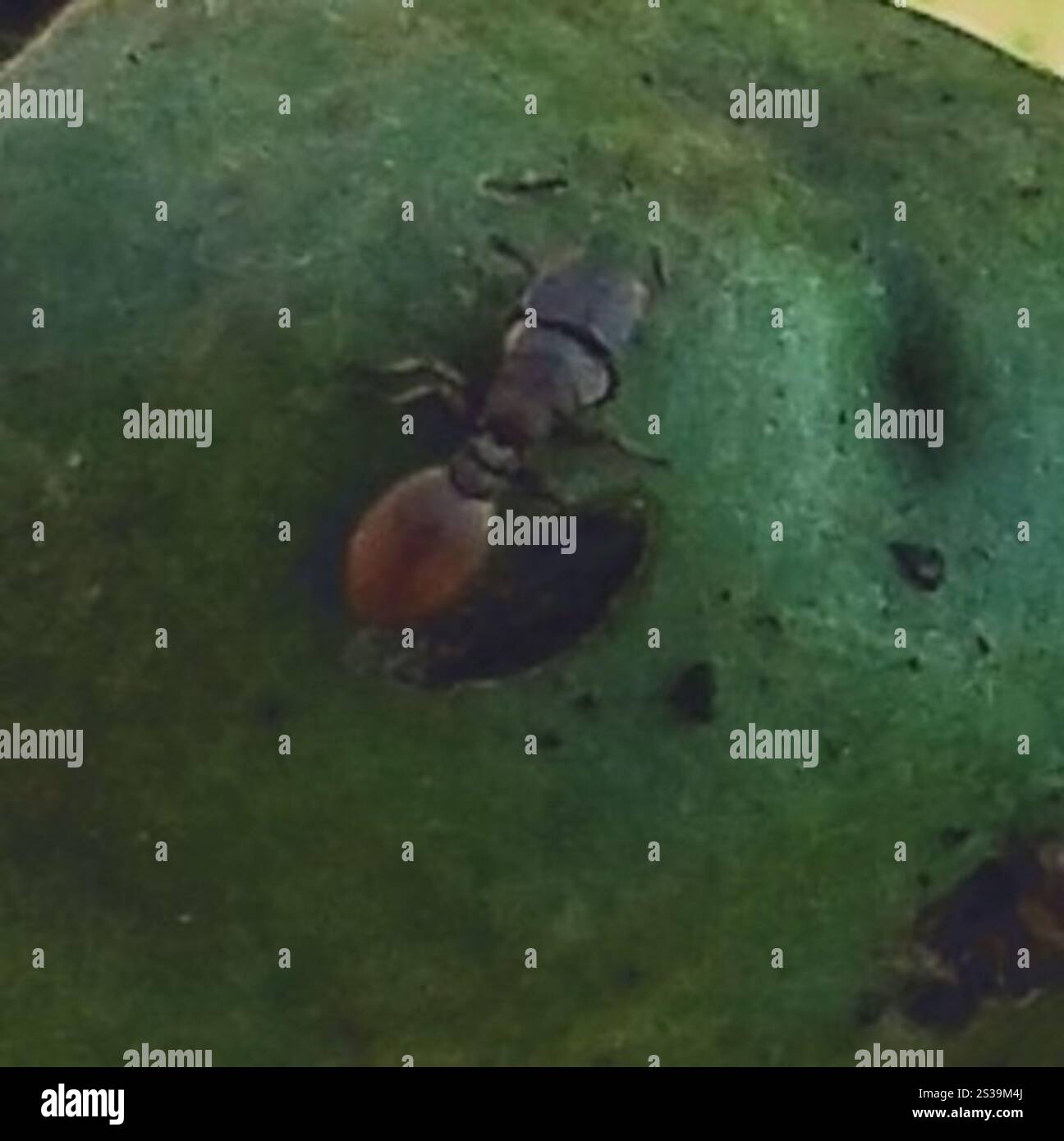 Turtle Ants (Cephalotes Stock Photo - Alamy