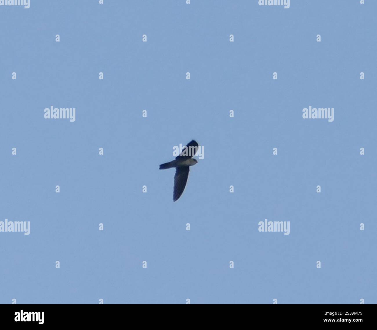 Uniform swiftlet hi-res stock photography and images - Alamy