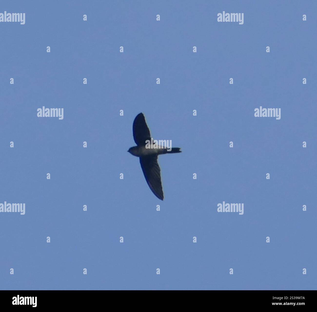 Uniform swiftlet hi-res stock photography and images - Alamy