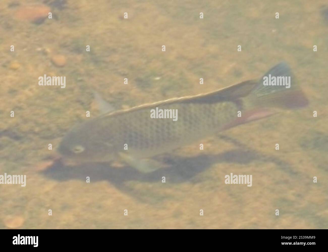 Redbreast Tilapia (Coptodon rendalli Stock Photo - Alamy