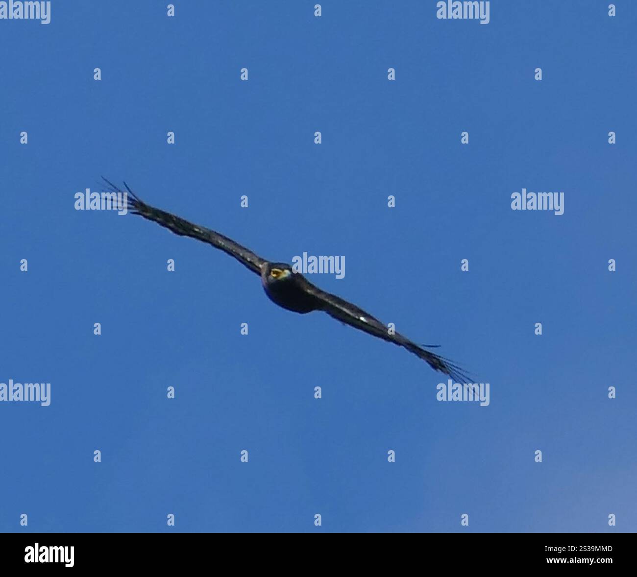 Sulawesi Serpent-Eagle (Spilornis rufipectus Stock Photo - Alamy