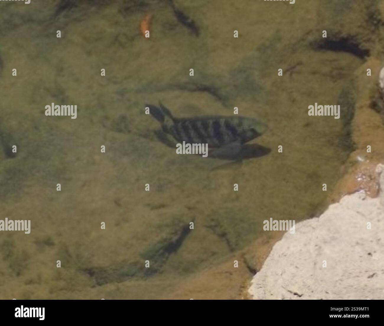 Redbreast Tilapia (Coptodon rendalli Stock Photo - Alamy