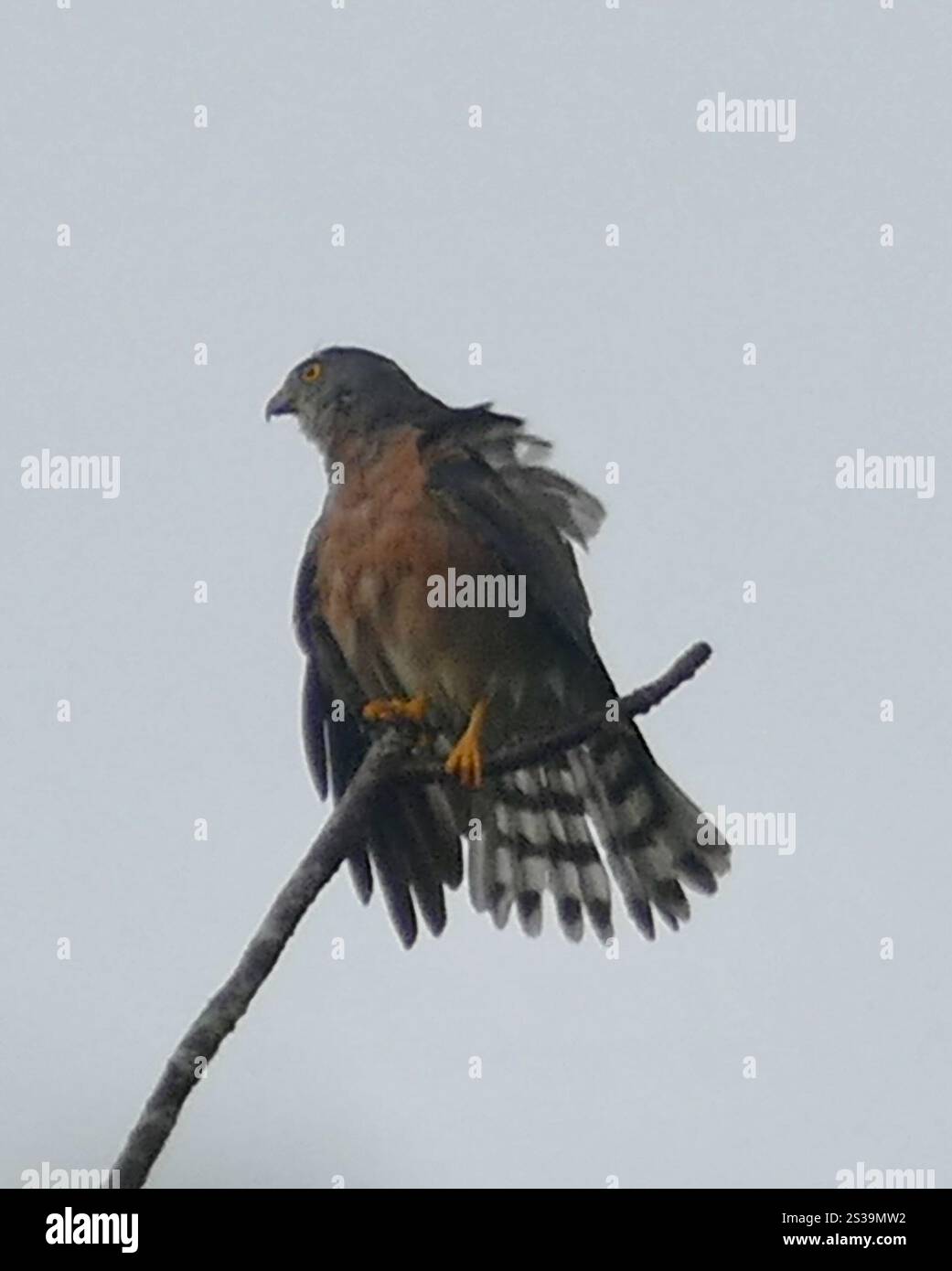 Chinese Sparrowhawk (Tachyspiza soloensis Stock Photo - Alamy