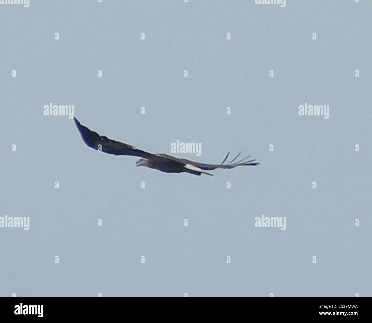 White-bellied Sea-Eagle (Icthyophaga leucogaster Stock Photo - Alamy