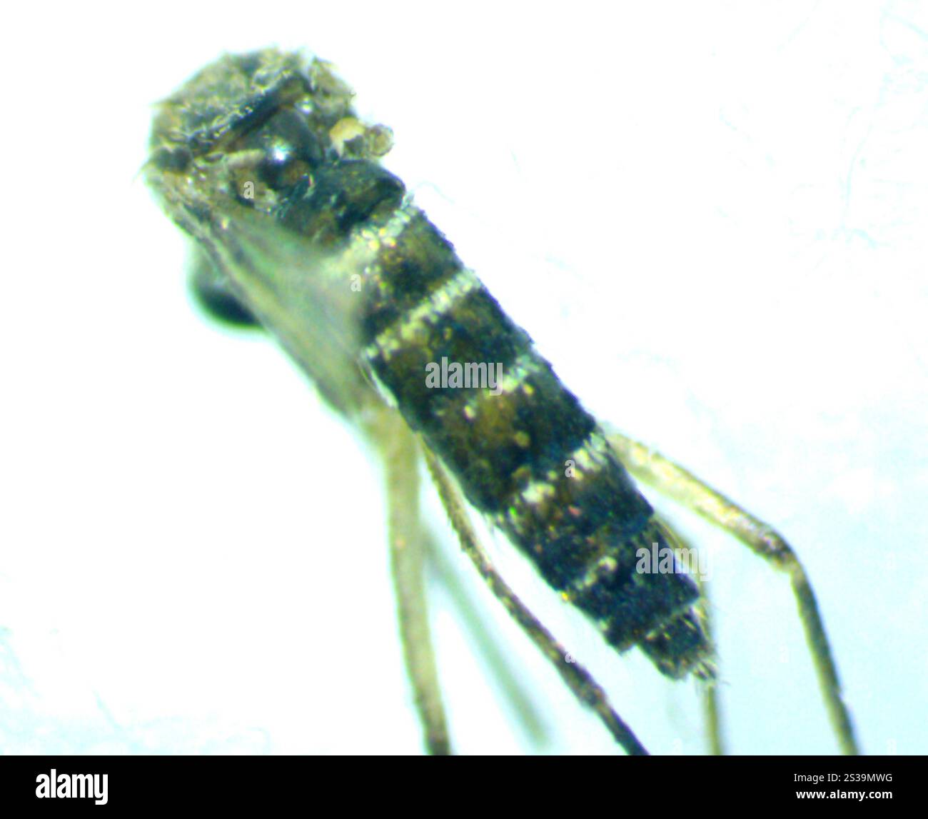 Black Saltmarsh Mosquito (Aedes taeniorhynchus Stock Photo - Alamy