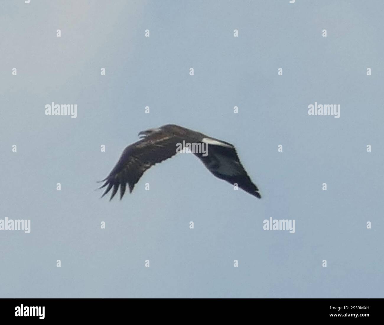 White-bellied Sea-Eagle (Icthyophaga leucogaster Stock Photo - Alamy