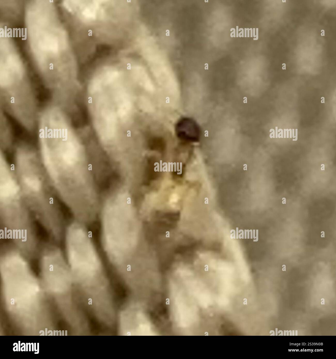 Ghost Ant (Tapinoma melanocephalum Stock Photo - Alamy