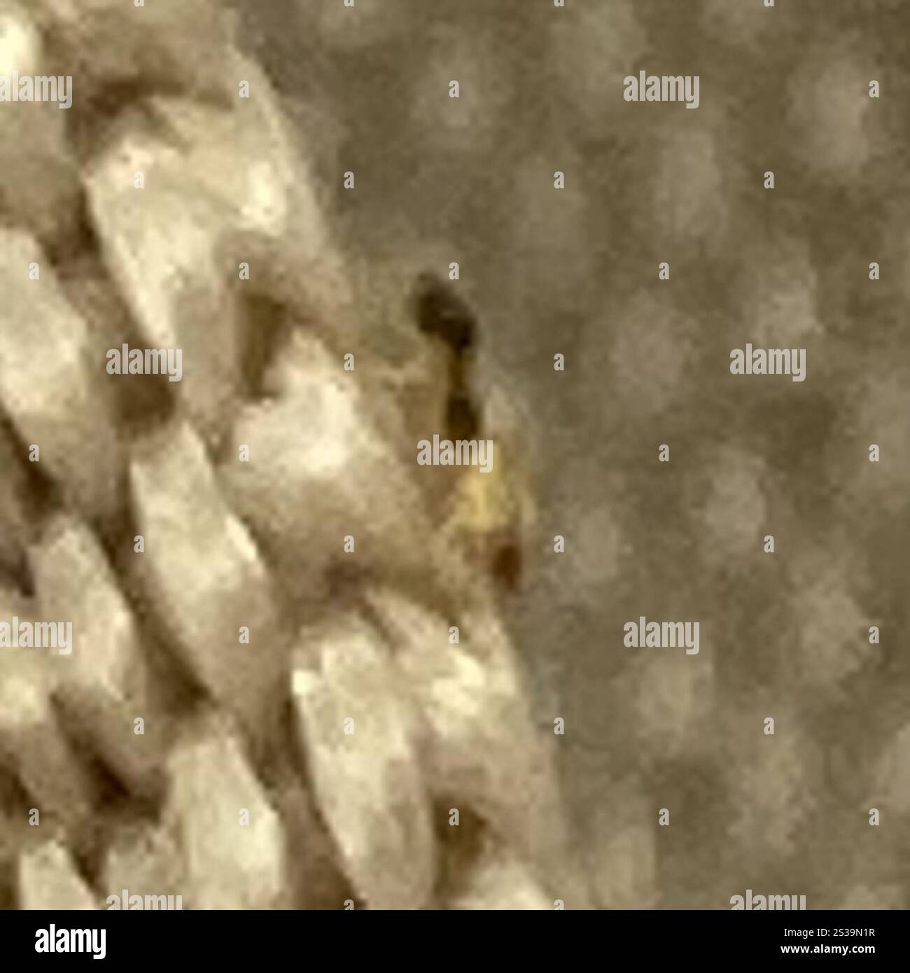 Ghost Ant (Tapinoma melanocephalum Stock Photo - Alamy