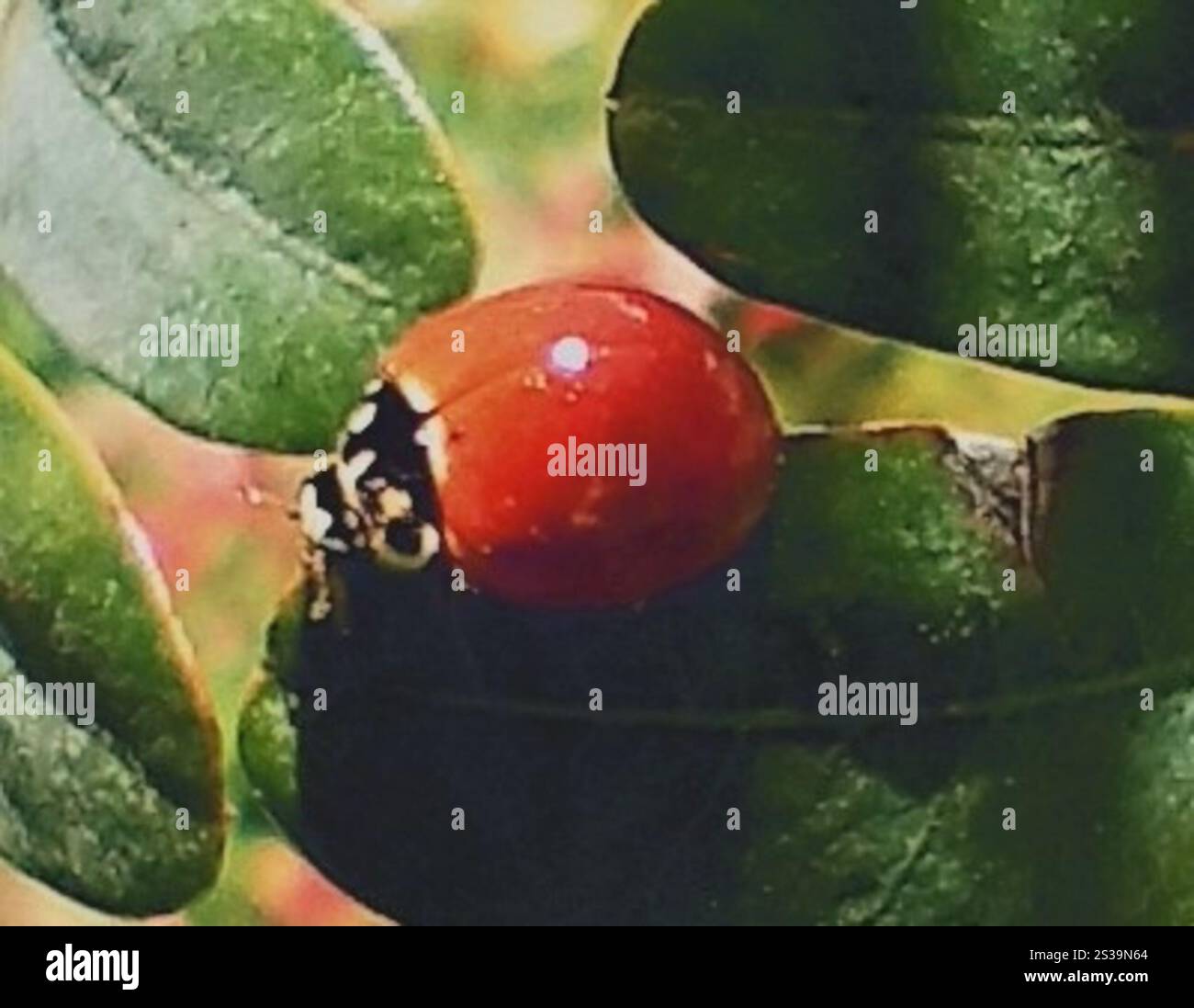 Spotless Lady Beetle (Cycloneda sanguinea Stock Photo - Alamy