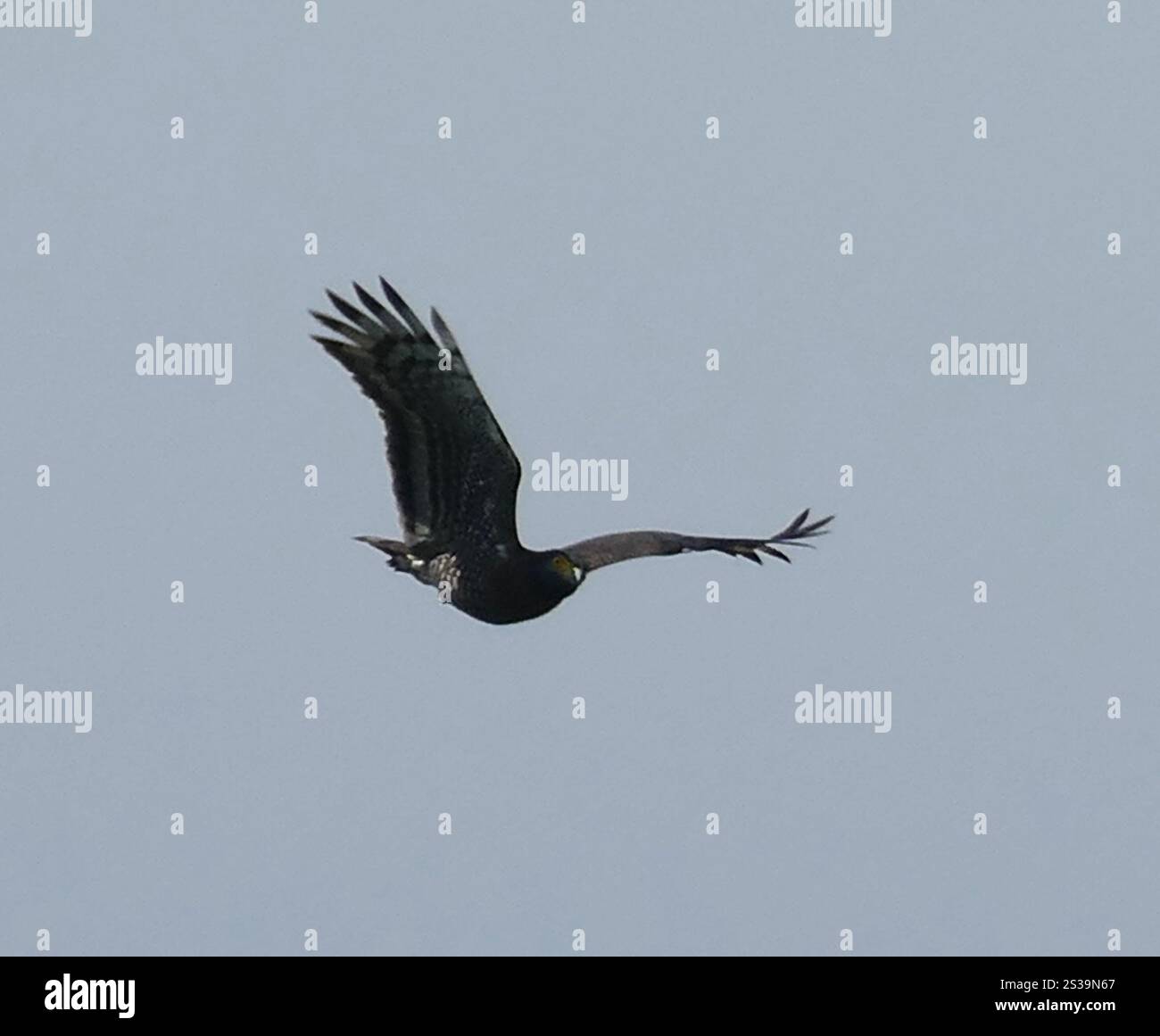 Sulawesi Serpent-Eagle (Spilornis rufipectus Stock Photo - Alamy