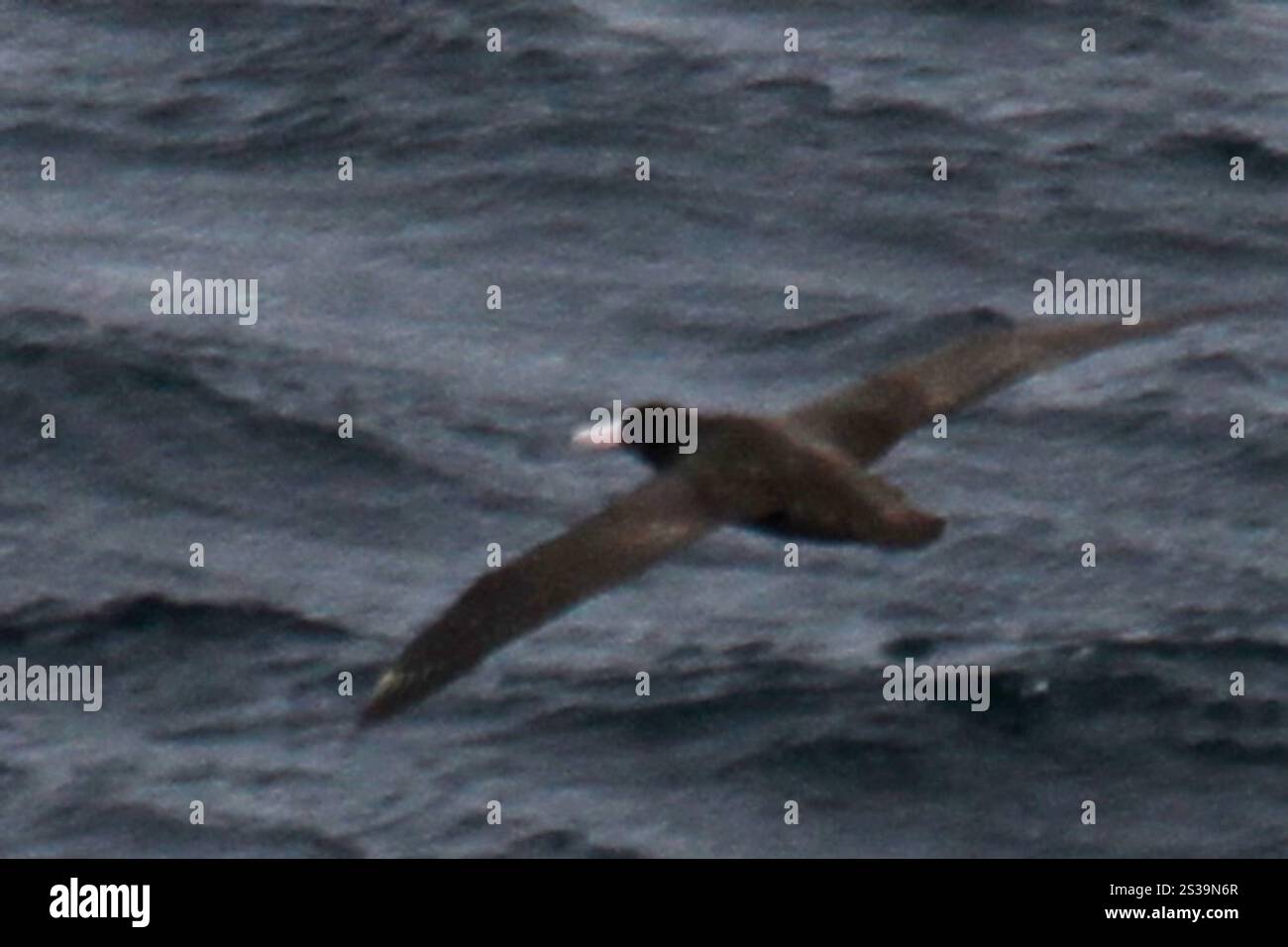 Short-tailed Albatross (Phoebastria albatrus Stock Photo - Alamy
