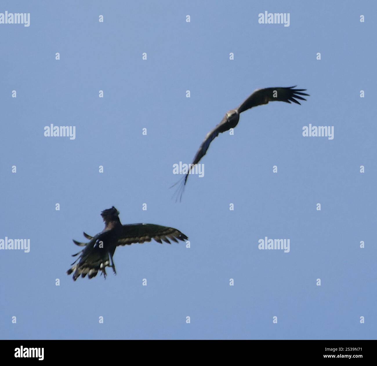 Sulawesi Serpent-Eagle (Spilornis rufipectus Stock Photo - Alamy