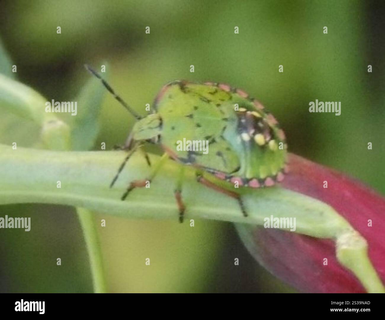 Southern Green Stink Bug (Nezara viridula Stock Photo - Alamy