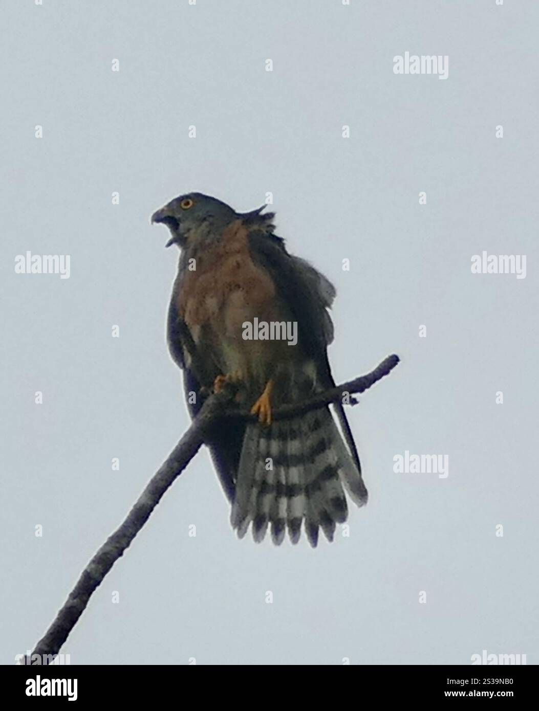 Soloensis hi-res stock photography and images - Alamy