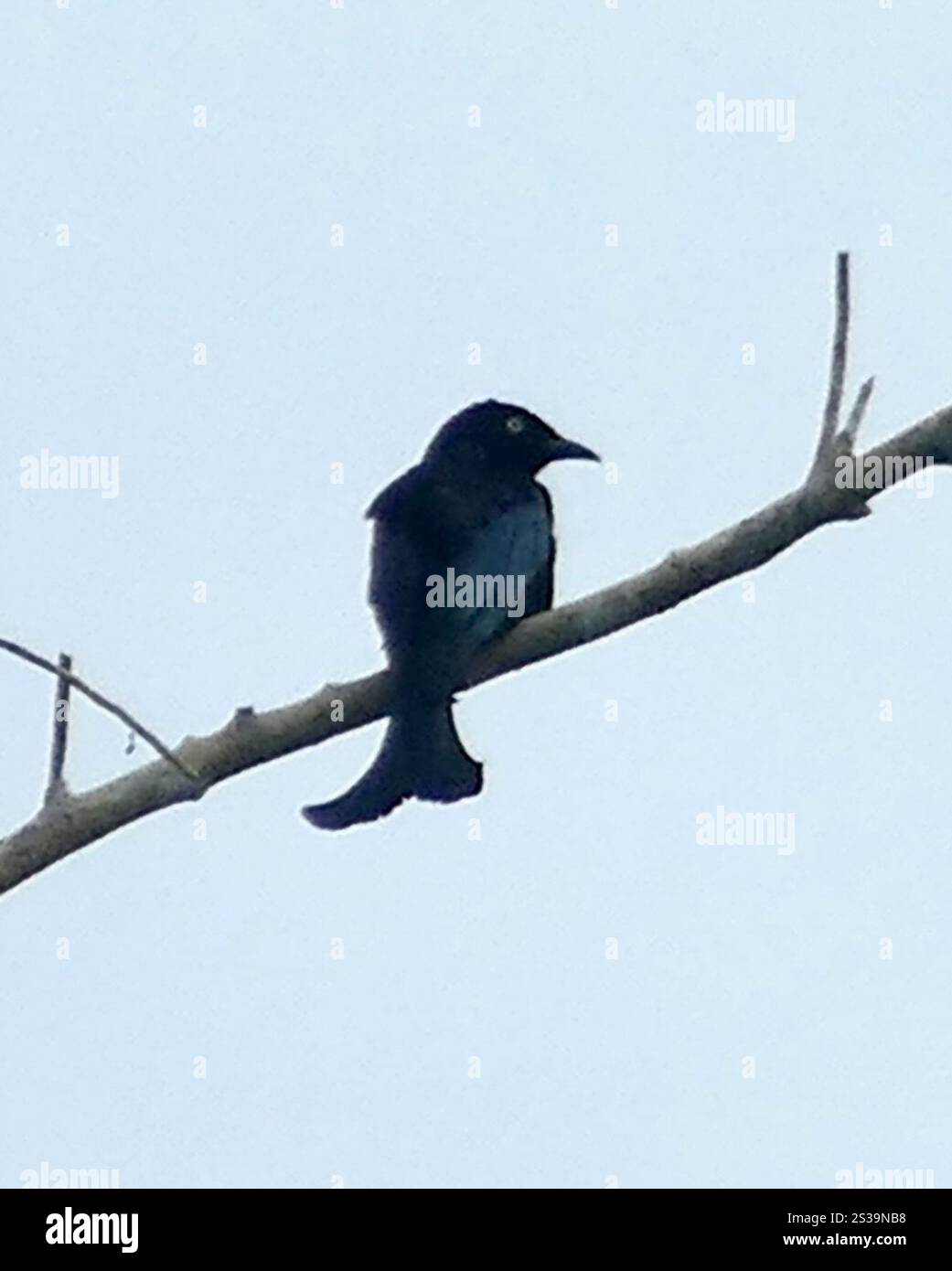 Hair-crested Drongo (Dicrurus hottentottus Stock Photo - Alamy