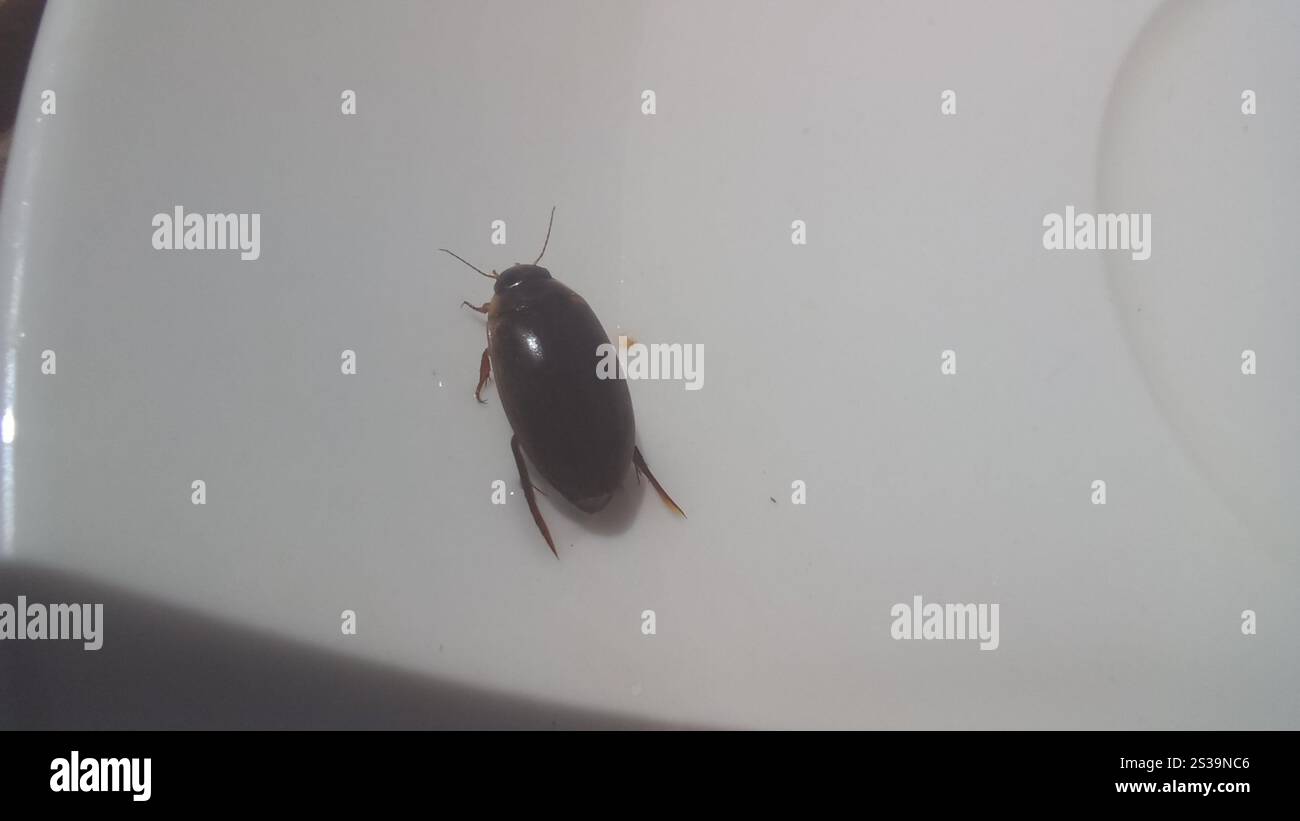 Cosmopolitan Diving Beetle (Rhantus suturalis Stock Photo - Alamy