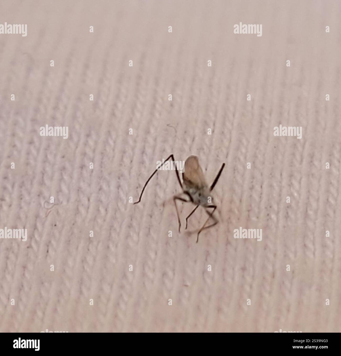 Eulachnus rileyi hi-res stock photography and images - Alamy