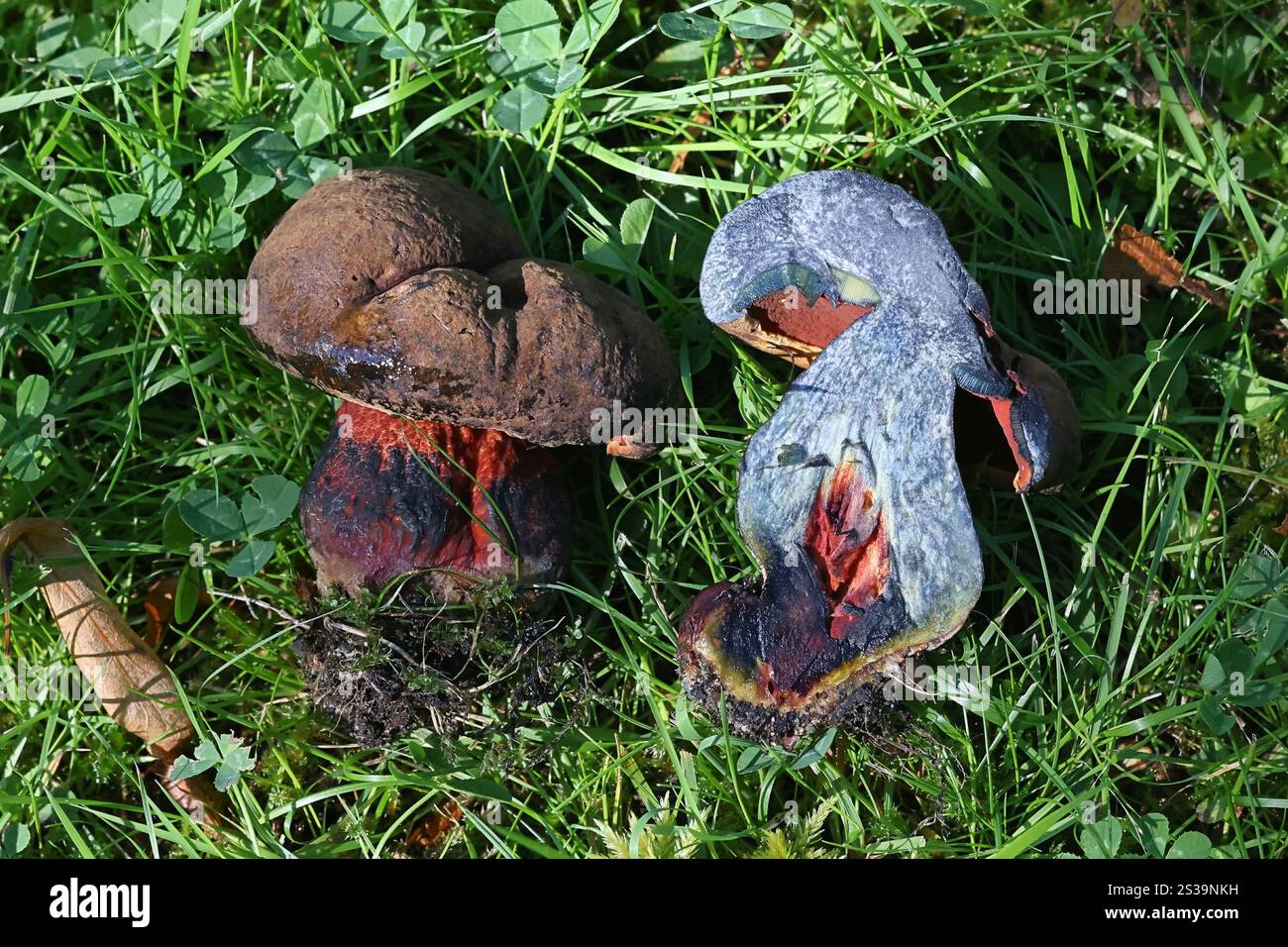 Neoboletus luridiformis, also called Boletus luridiformis, known as ...