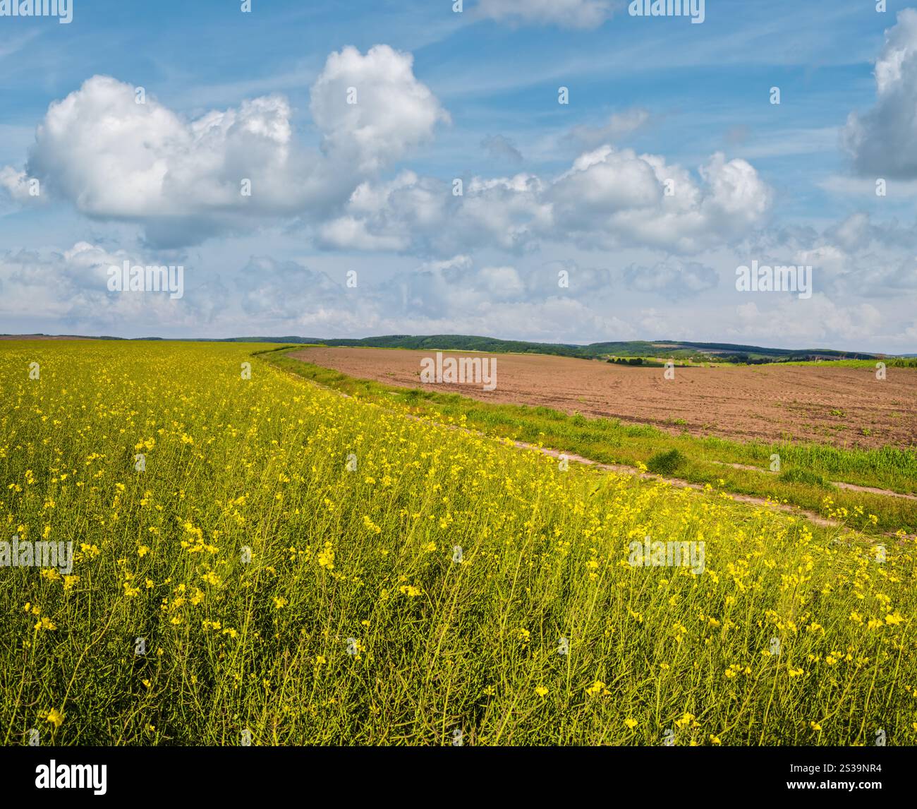 Spring rapeseed yellow blooming fields view, blue sky with clouds in ...