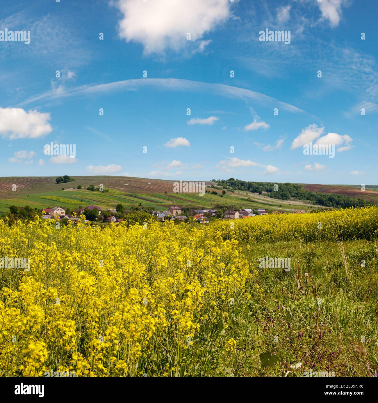 Spring rapeseed yellow blooming fields panoramic view, blue sky with ...