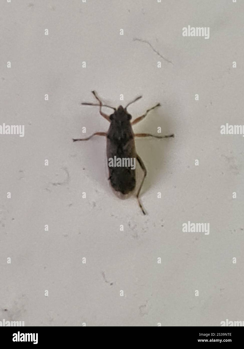 True Bugs (Heteroptera Stock Photo - Alamy