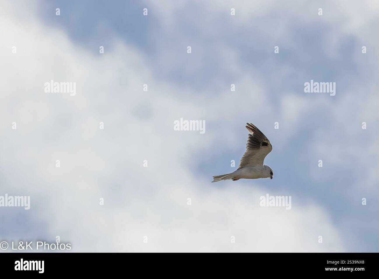 Black-shouldered Kite (Elanus axillaris Stock Photo - Alamy