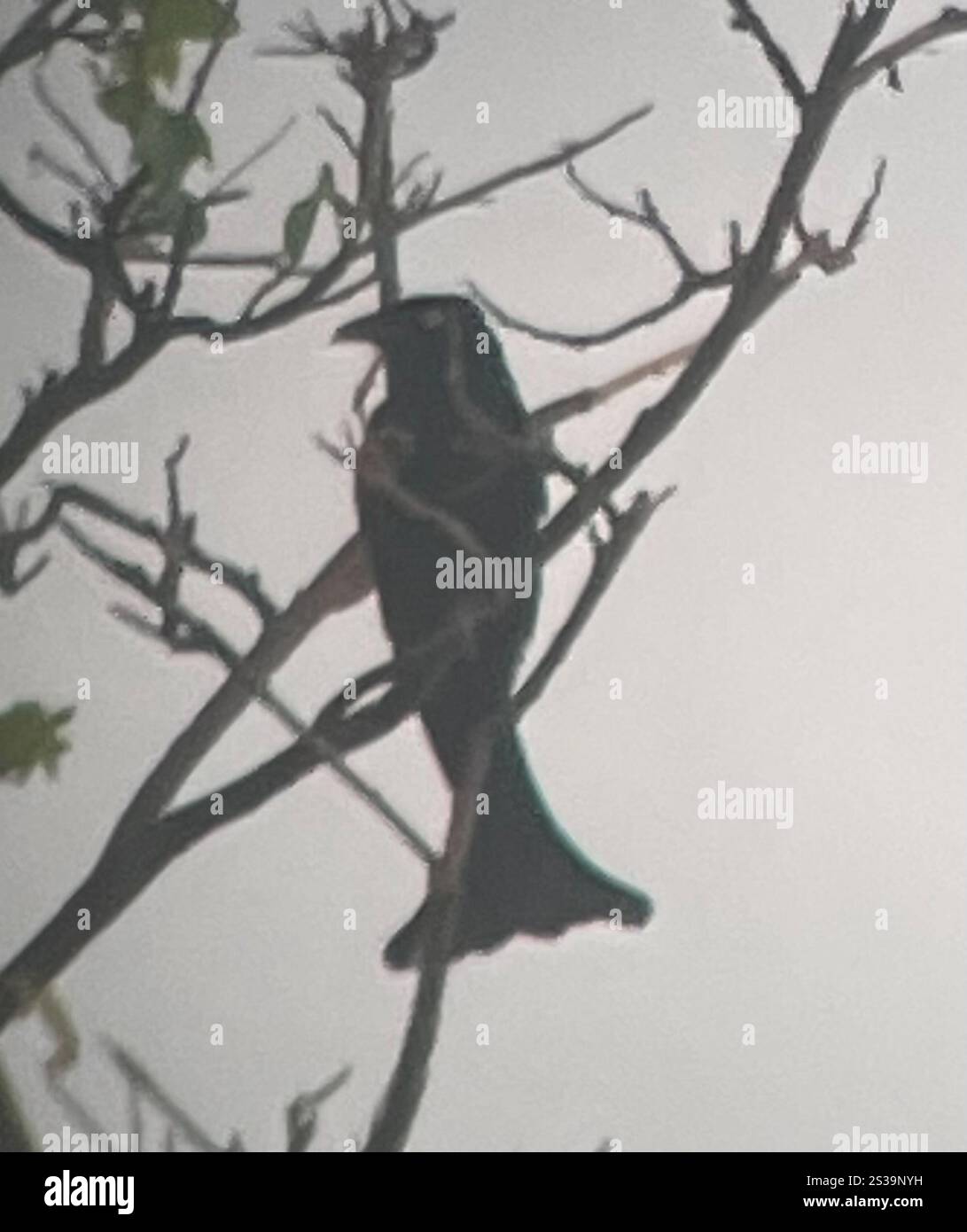 Hair-crested Drongo (Dicrurus hottentottus Stock Photo - Alamy