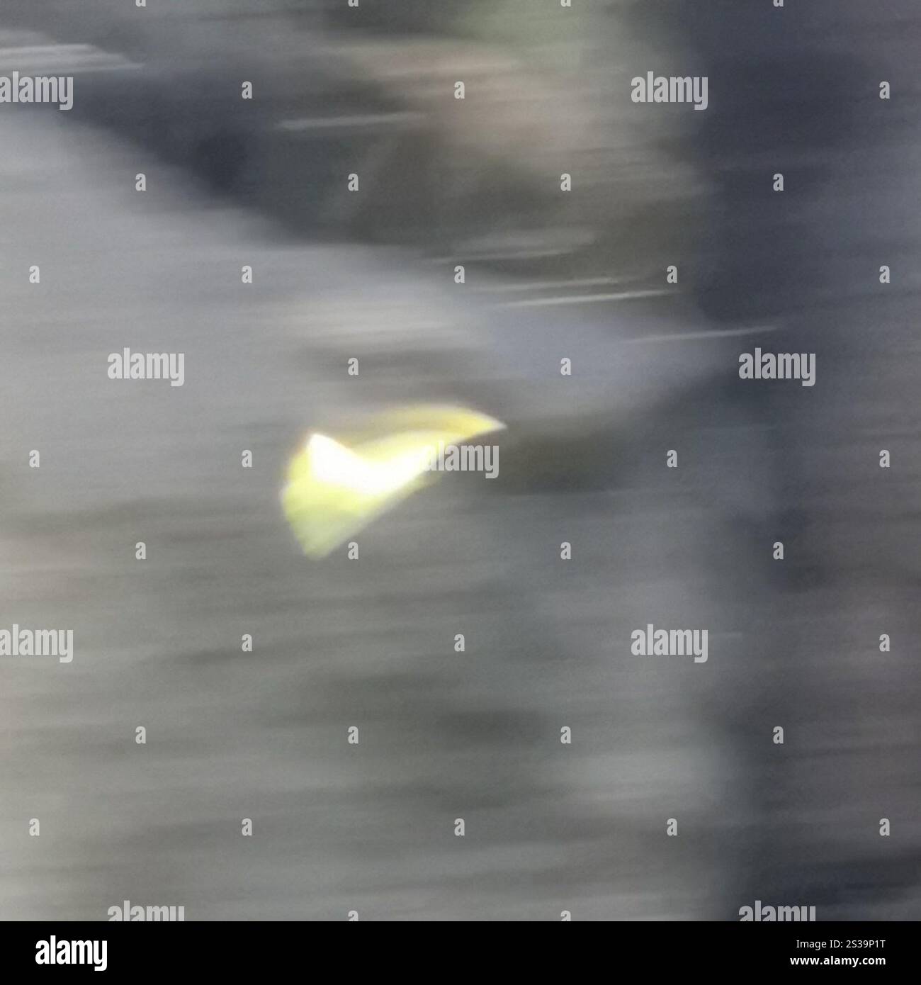 Canary Brimstone (Gonepteryx cleobule Stock Photo - Alamy