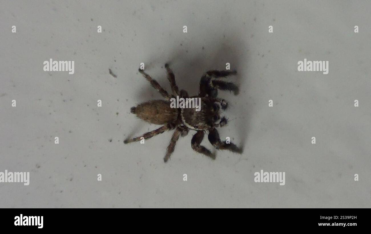 Mediterranean white-banded spider (Evarcha jucunda Stock Photo - Alamy