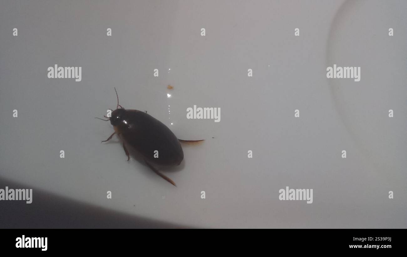 Cosmopolitan Diving Beetle (Rhantus suturalis Stock Photo - Alamy