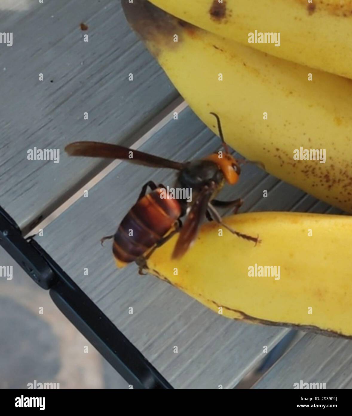 Mandarinia hi-res stock photography and images - Alamy